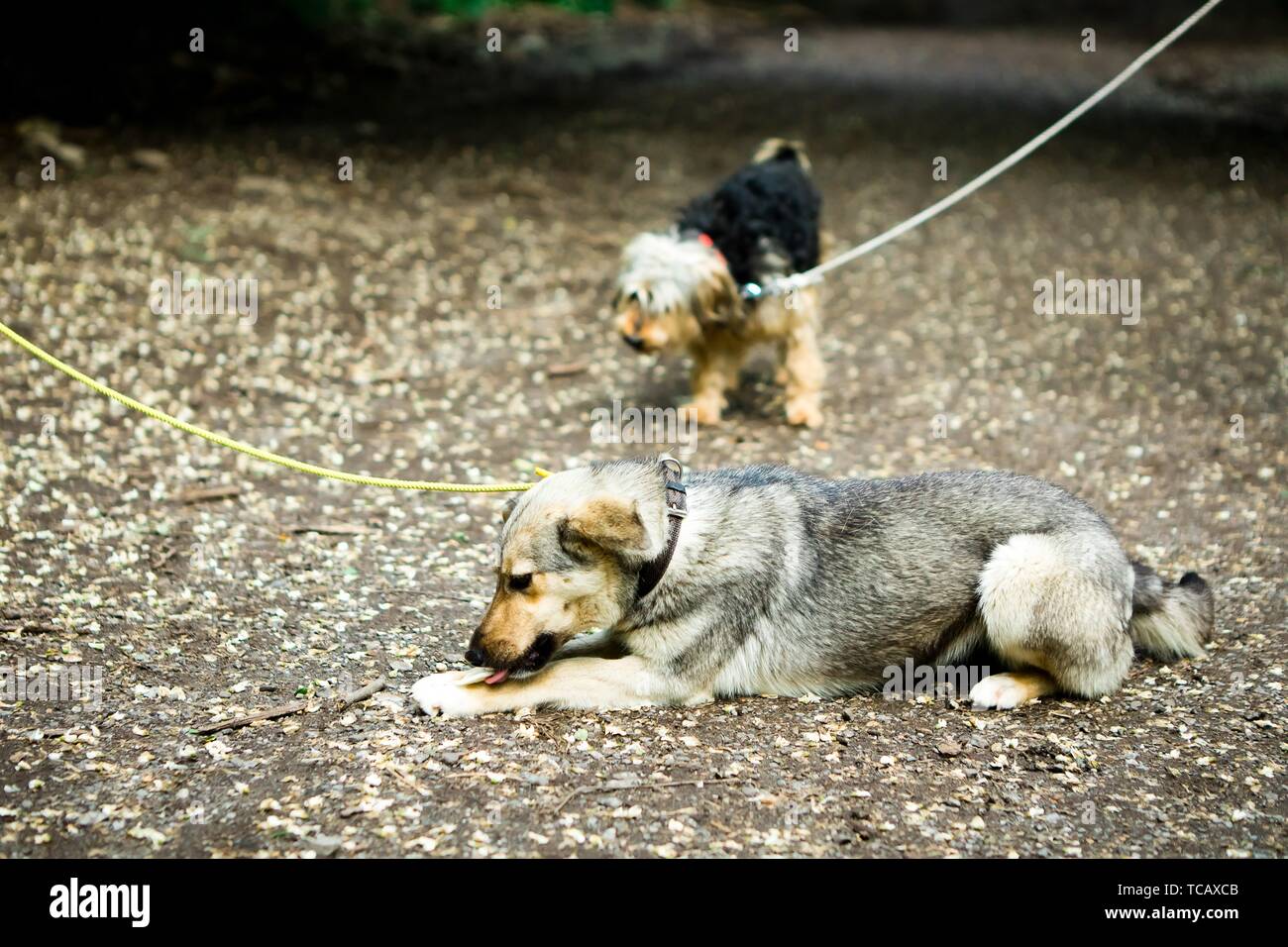 Dog lying on the ground chewing hi-res stock photography and images - Alamy