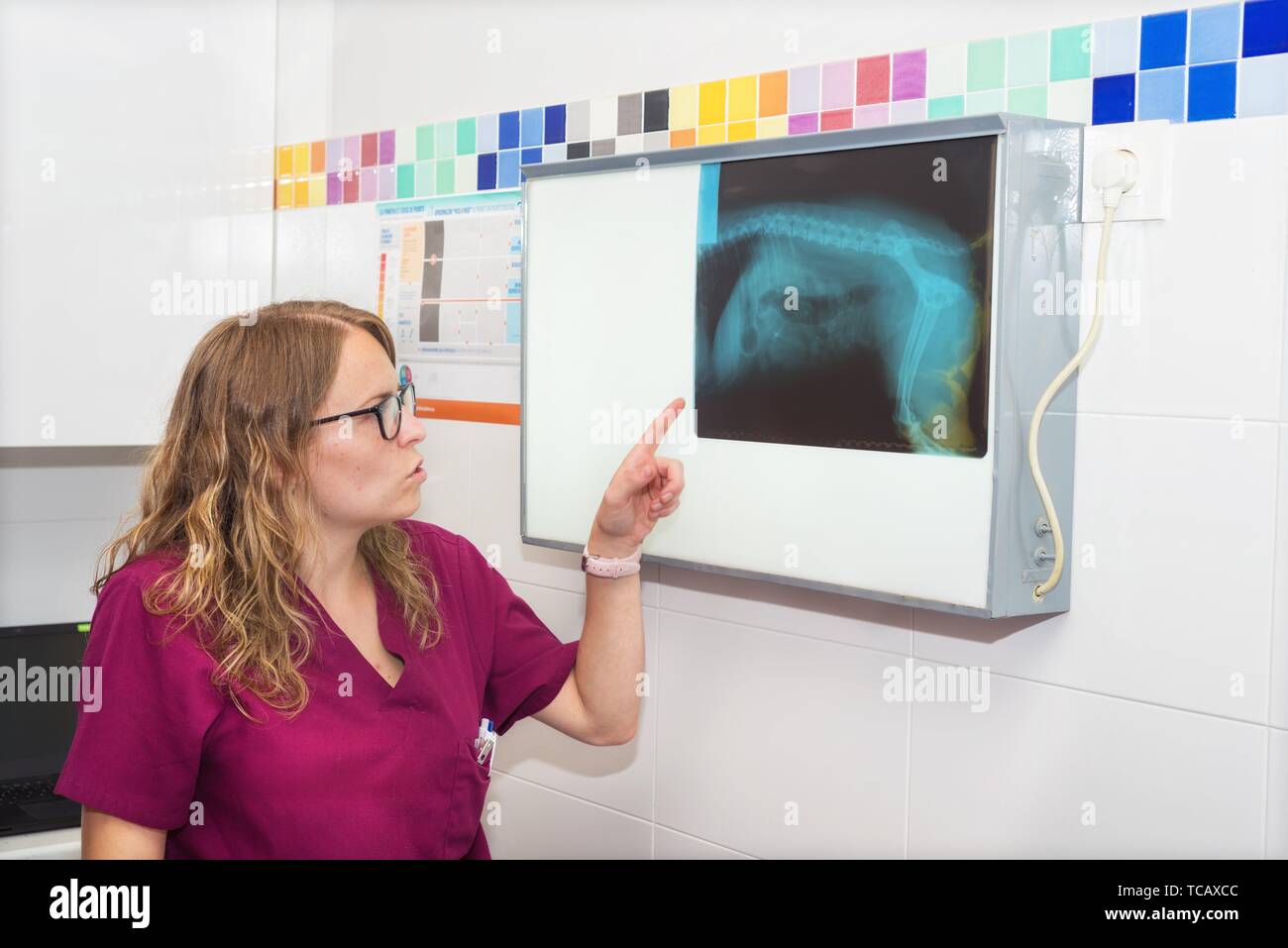 X ray of shot dog hi-res stock photography and images - Alamy