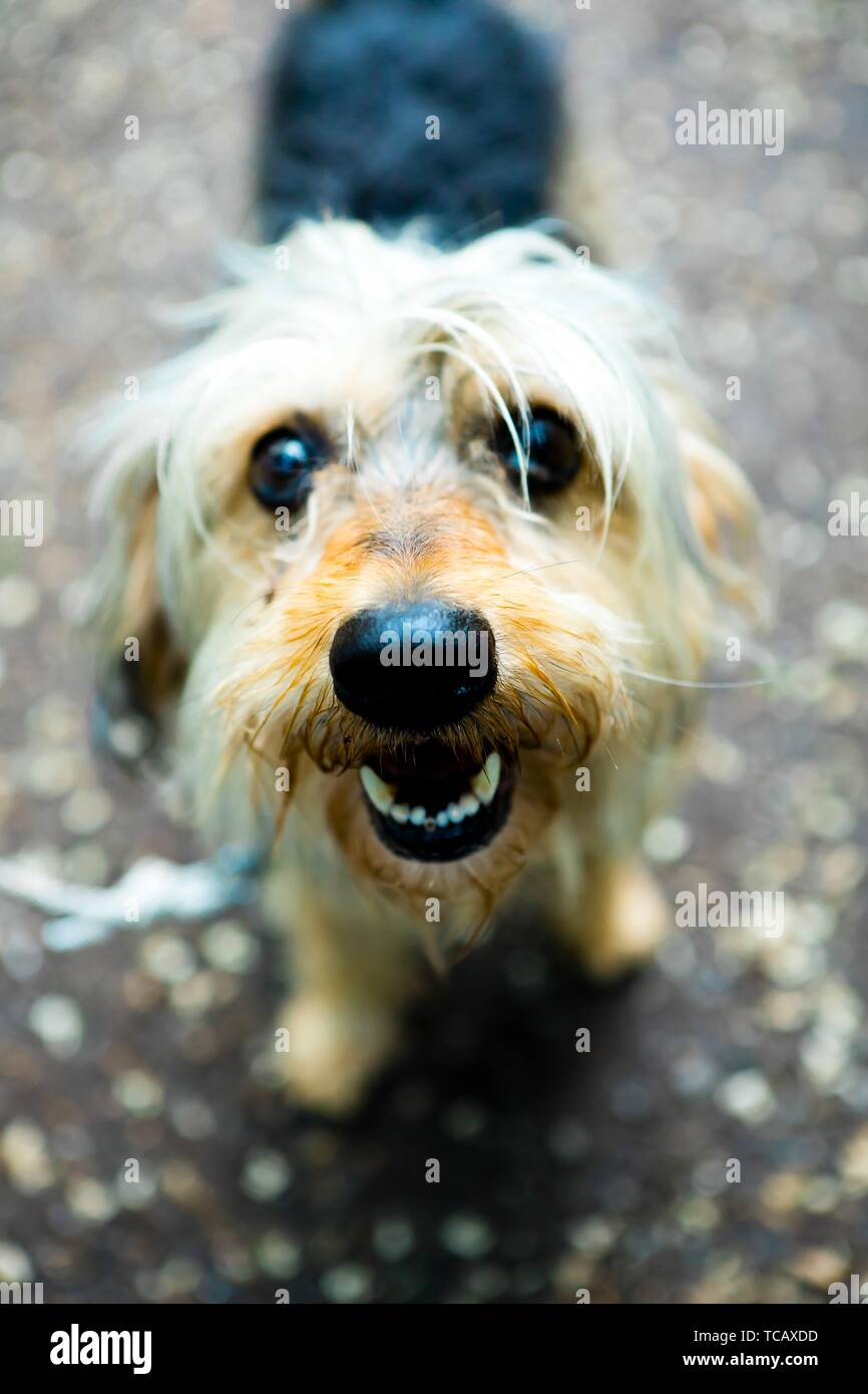 Small shaggy dog looking into camera, cute snout at home pet Stock ...