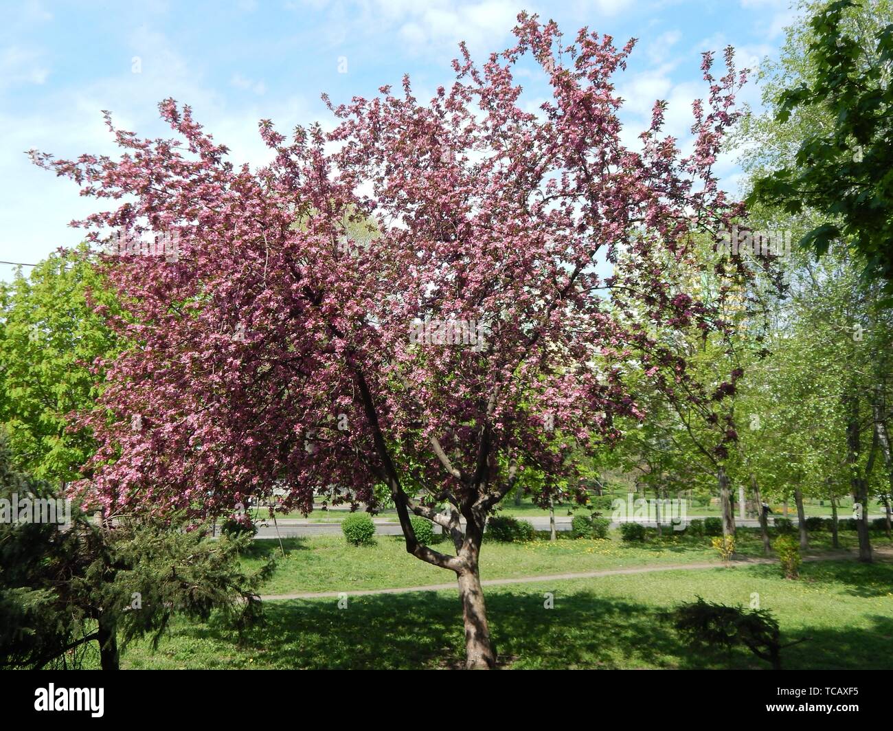 Bloomed Tree High Resolution Stock Photography and Images - Alamy