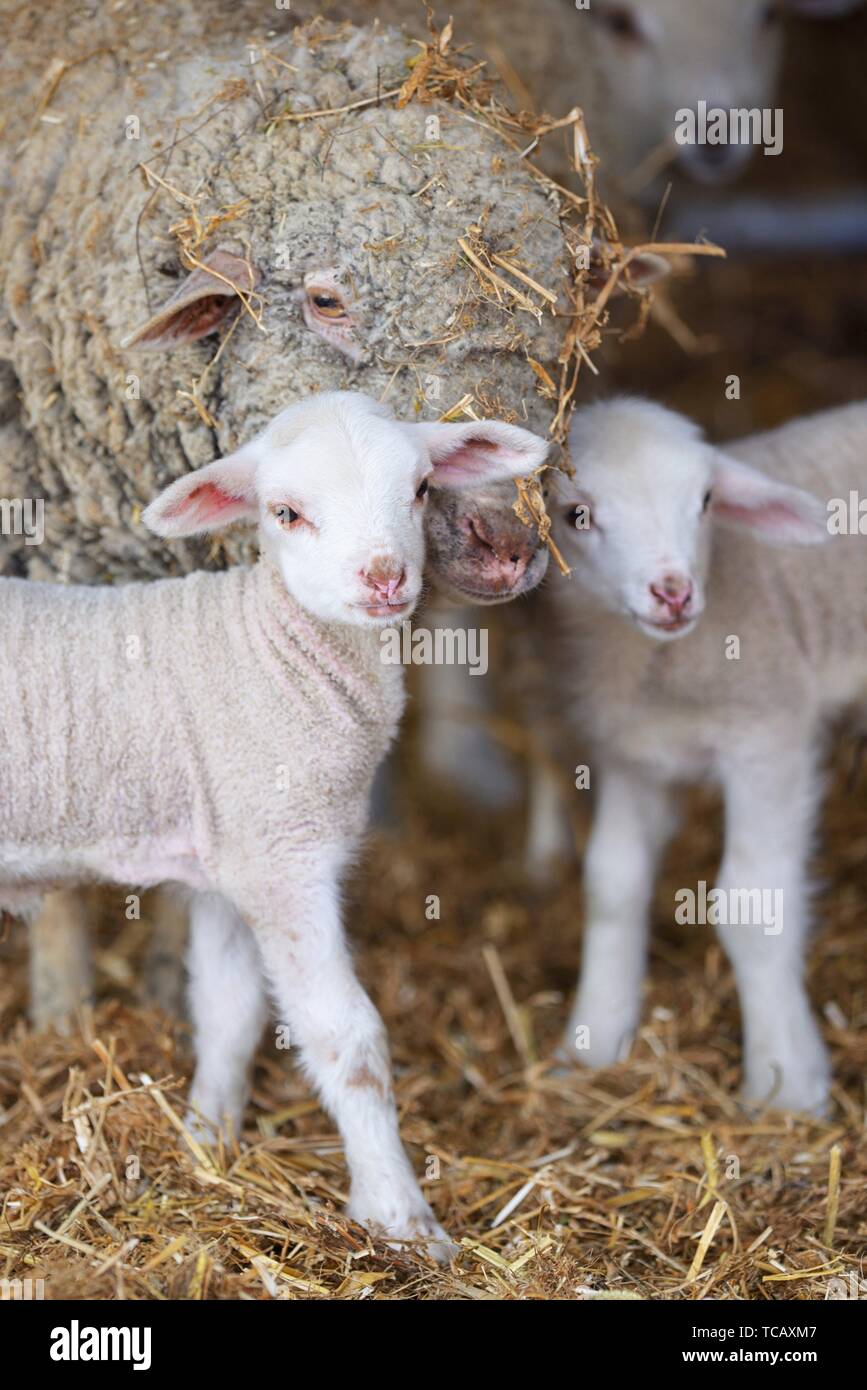 Baby Lamb Lying Down High Resolution Stock Photography and Images - Alamy