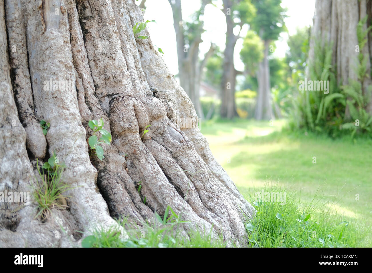 root base of big tree on green grass in park Stock Photo - Alamy