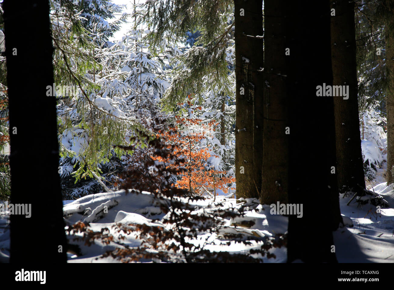 Zauber der natur hi-res stock photography and images - Alamy