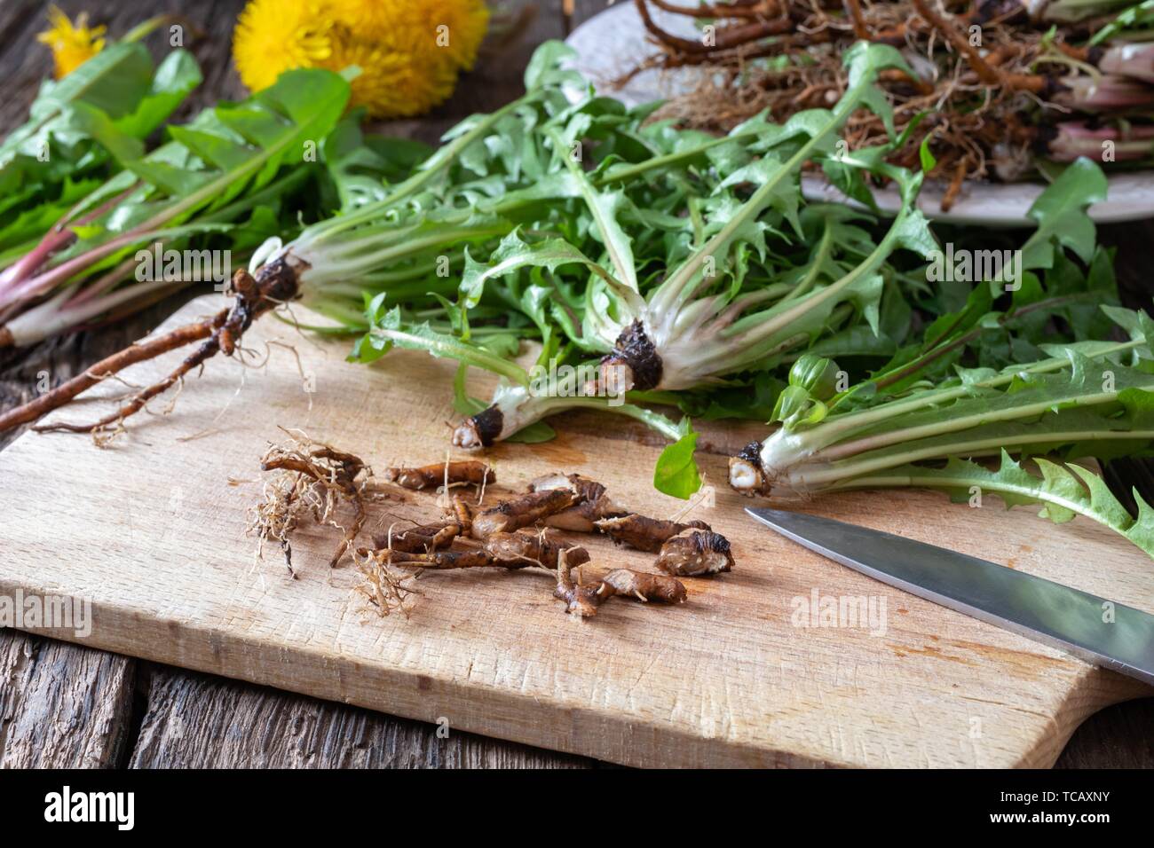 Dandelion Root And Herb High Resolution Stock Photography and Images ...