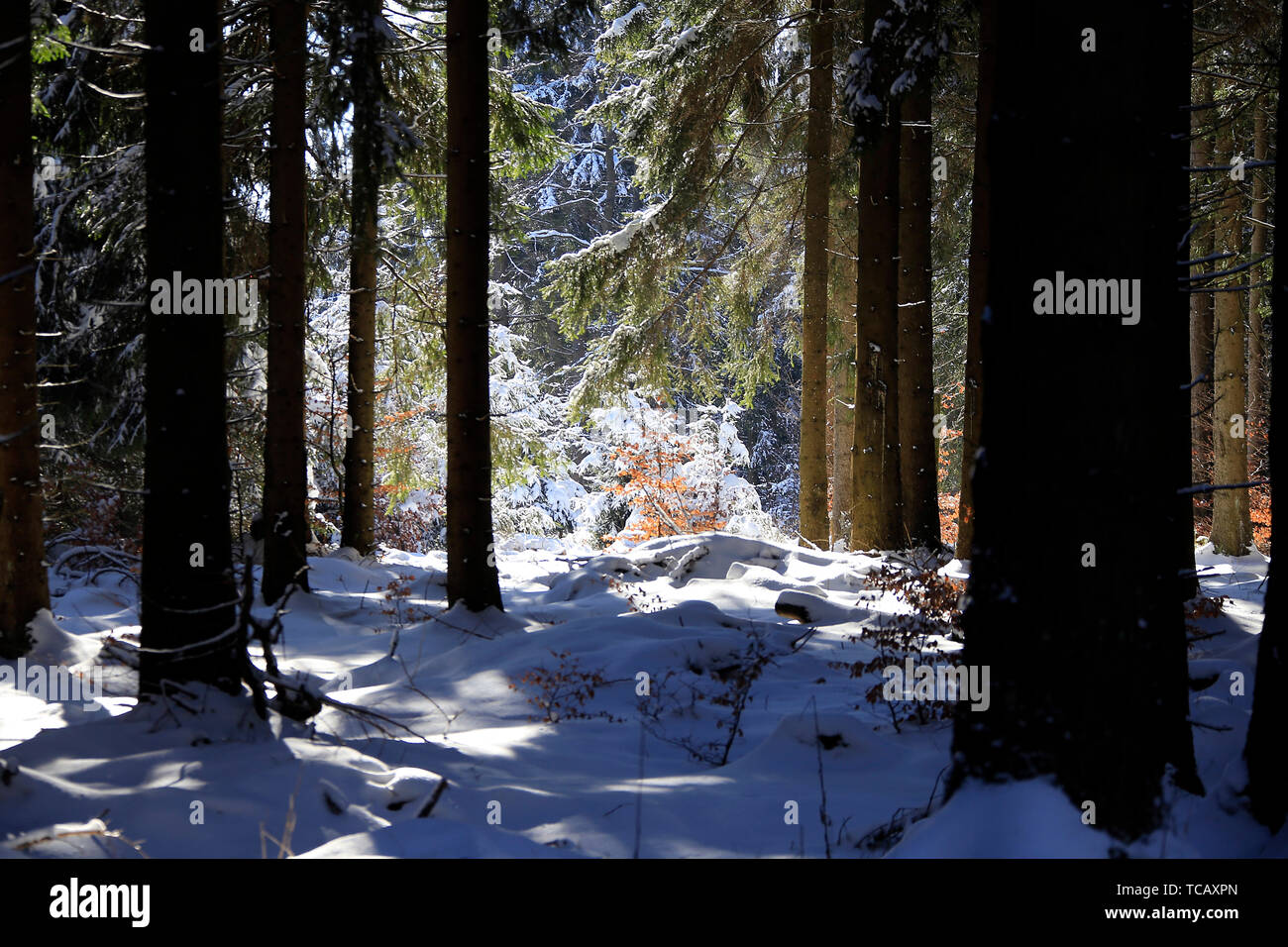 Rennsteig wandern hi-res stock photography and images - Alamy