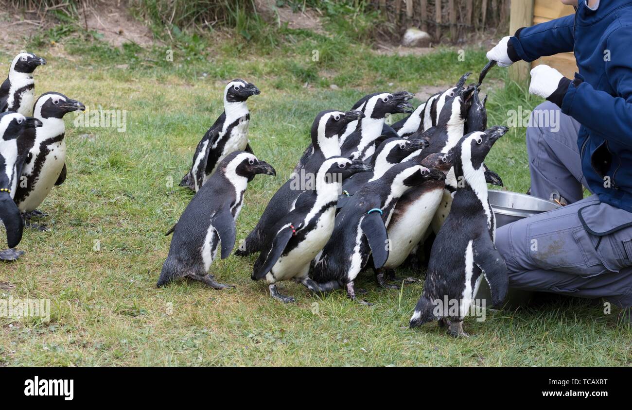 African Pinguin High Resolution Stock Photography and Images - Alamy