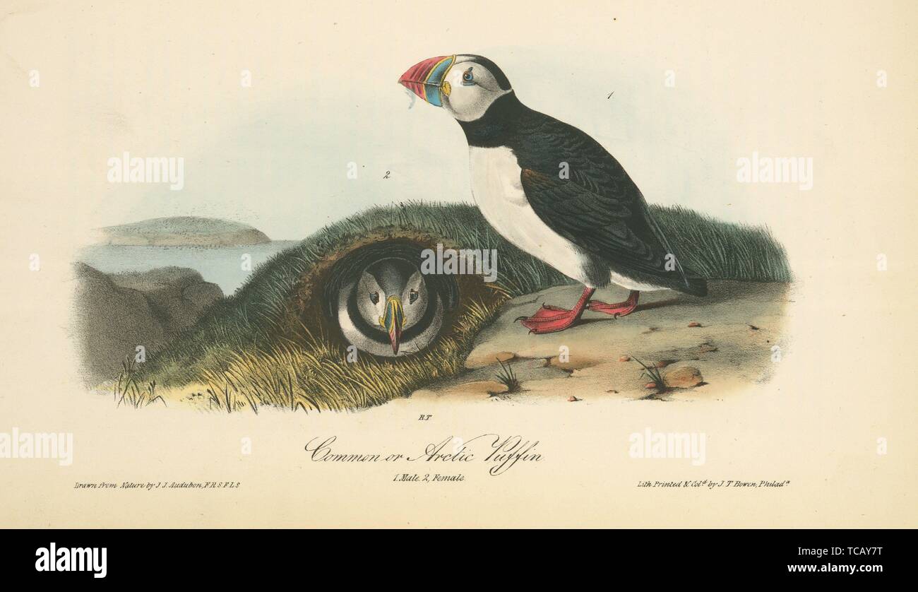Puffins Audubon