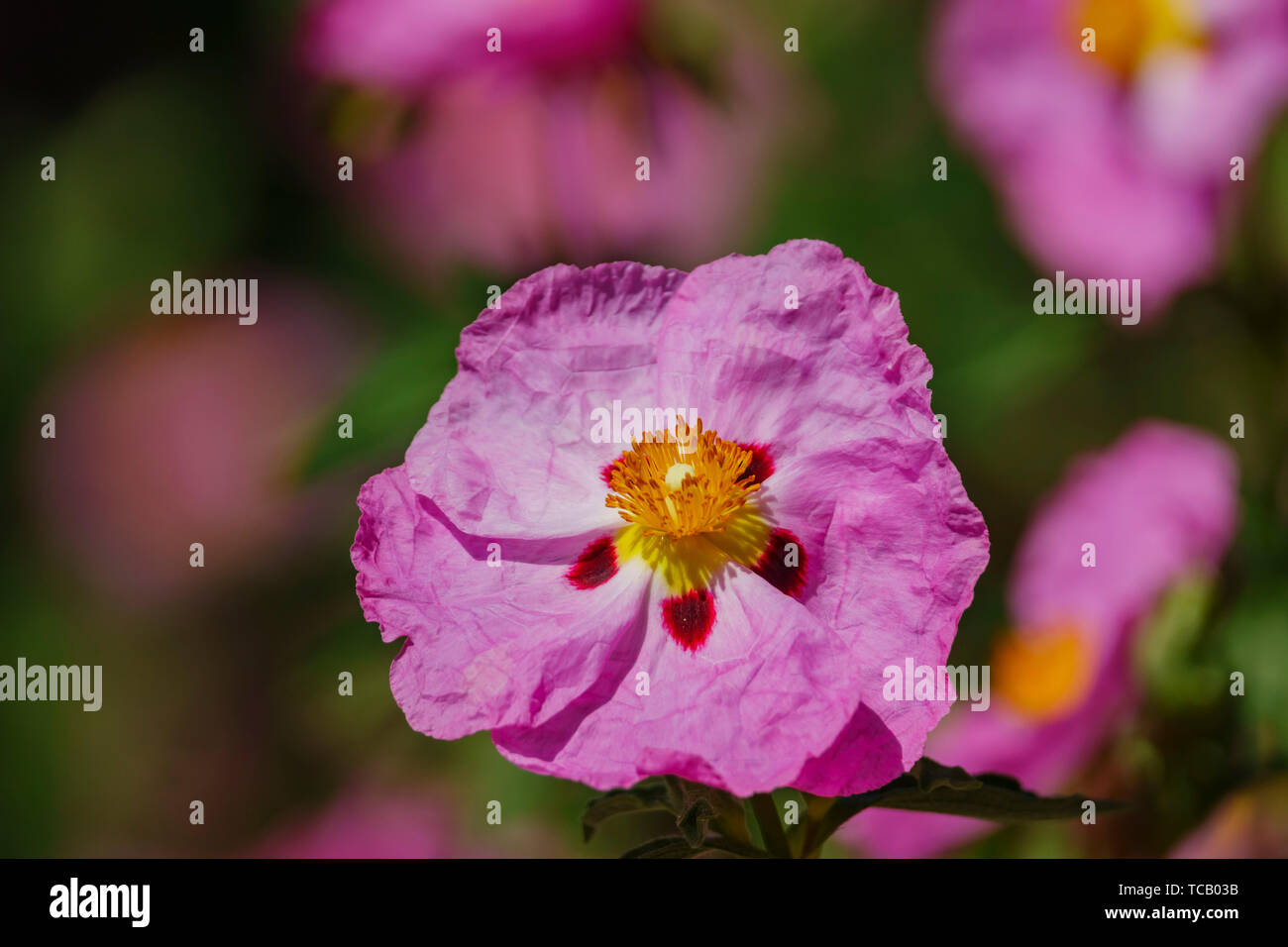 Close up shot of purple Cistus ladanifer blossom at Los Angeles ...