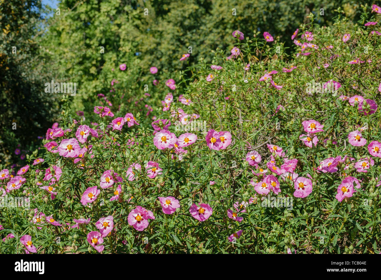 Laudanum hi-res stock photography and images - Alamy