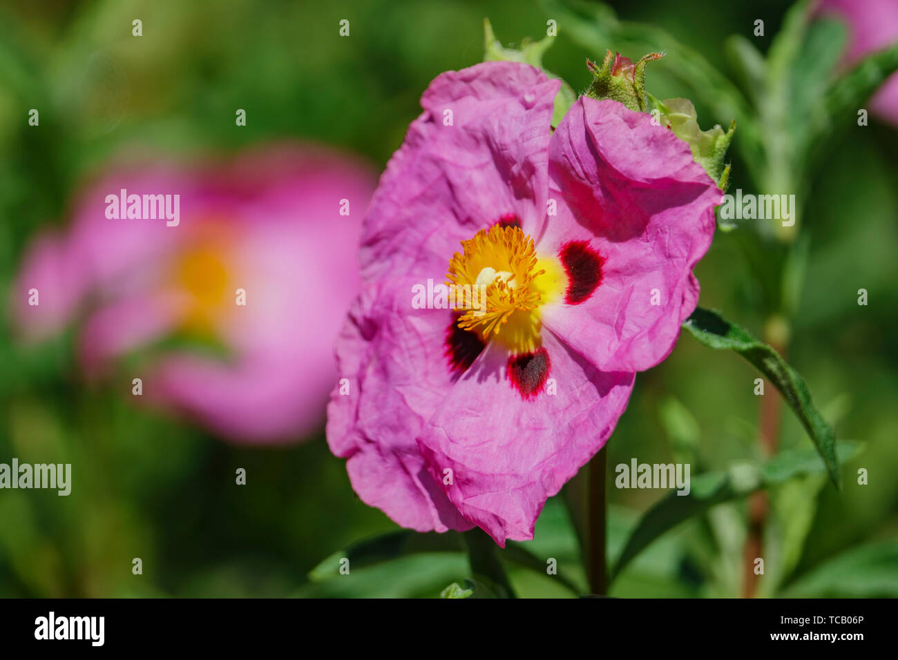 Laudanum hi-res stock photography and images - Alamy