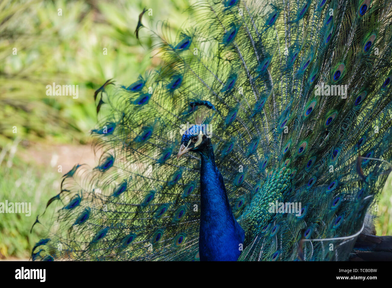 Male peacock showing it's color fan at Los Angeles, California Stock ...