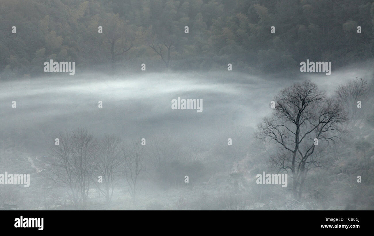 Cold trees trees landscape frozen ice weather no one fog hi-res stock ...