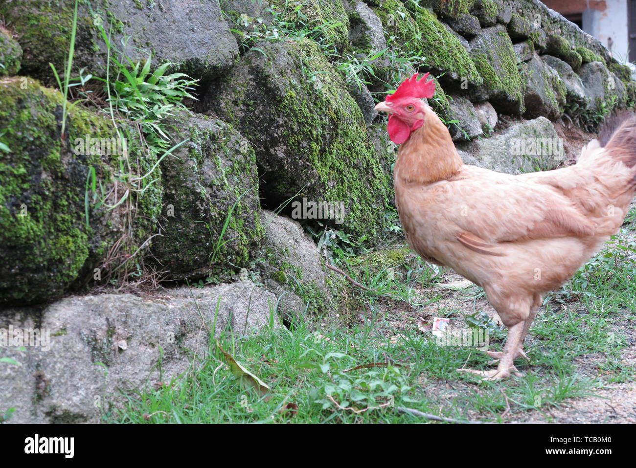 Native chickens hi-res stock photography and images - Alamy