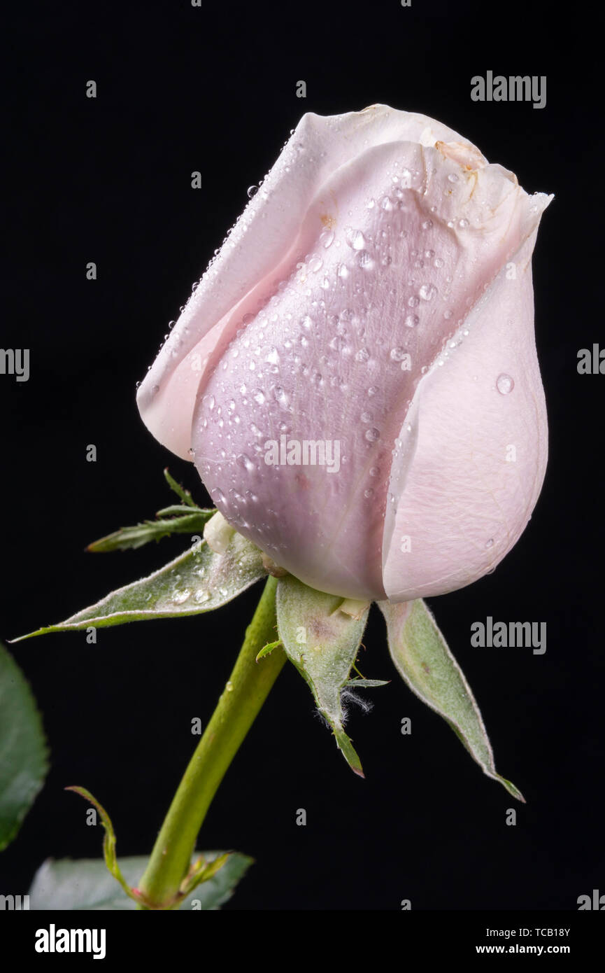 Pink Snow Mountain Rose Stock Photo - Alamy