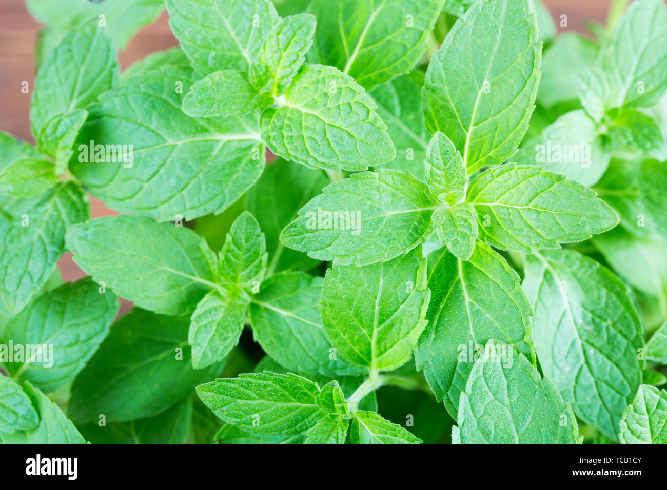 Naturally organic mint leaves Stock Photo - Alamy