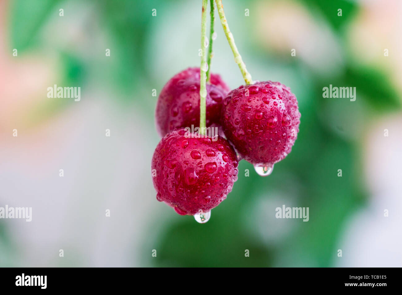 Imported cranberry hi-res stock photography and images - Alamy
