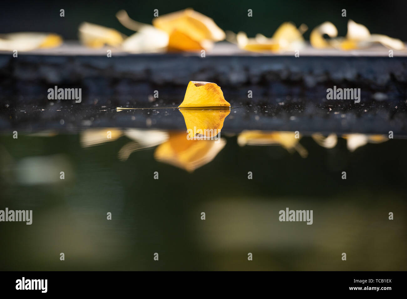 Autumn scenery of Ginkgo biloba at Qingyang Palace in Chengdu Stock ...