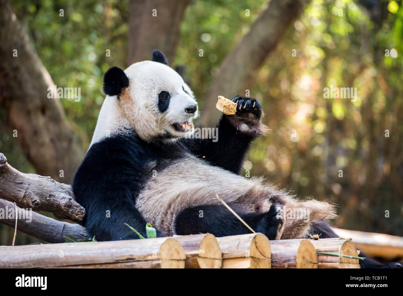 Giant panda at Changlong Safari Park in Guangzhou Stock Photo - Alamy