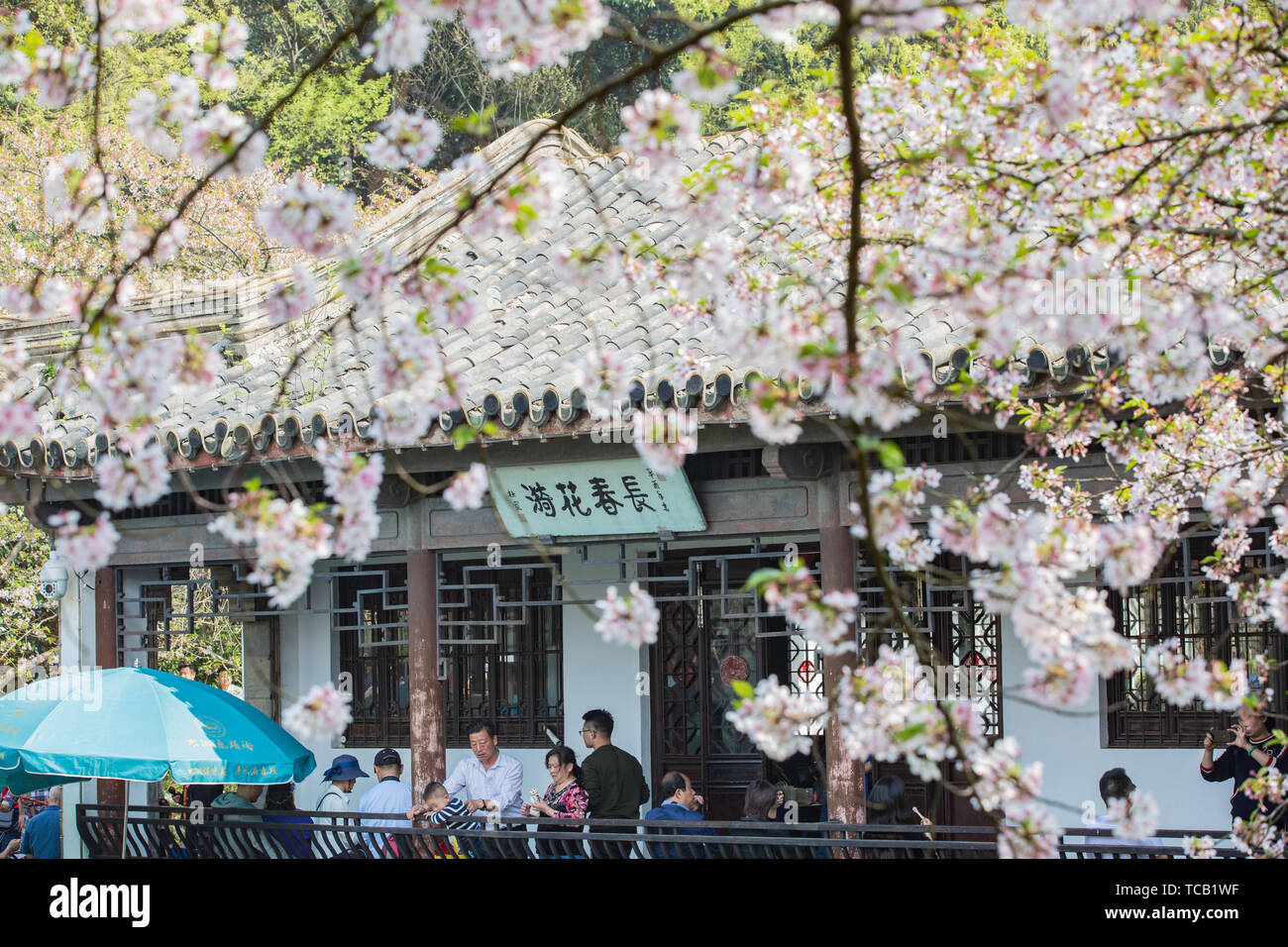 2018.4.1 Huitouzhu, Wuxi, Taihu Lake is one of the three cherry ...