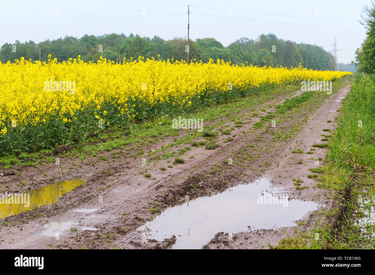 sowing crops of rapeseed, a flowering plant rape Stock Photo - Alamy