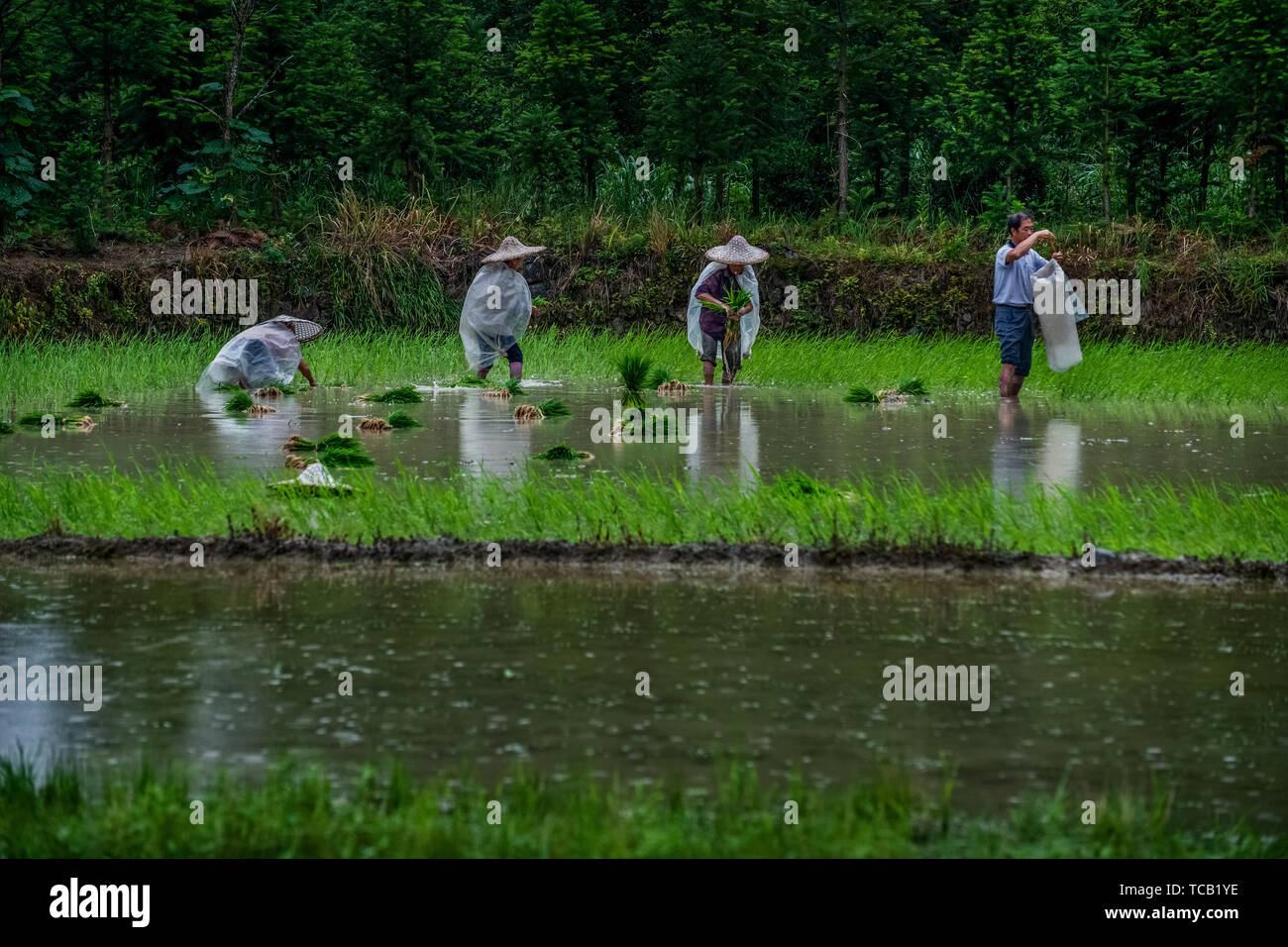 A seedman in the rain Stock Photo - Alamy