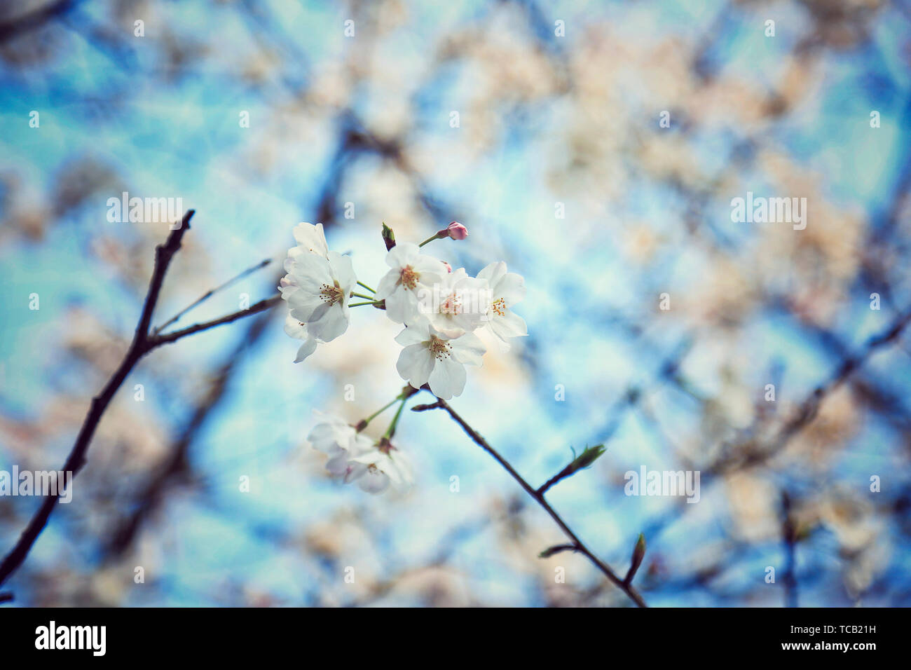 Chun sun hi-res stock photography and images - Alamy