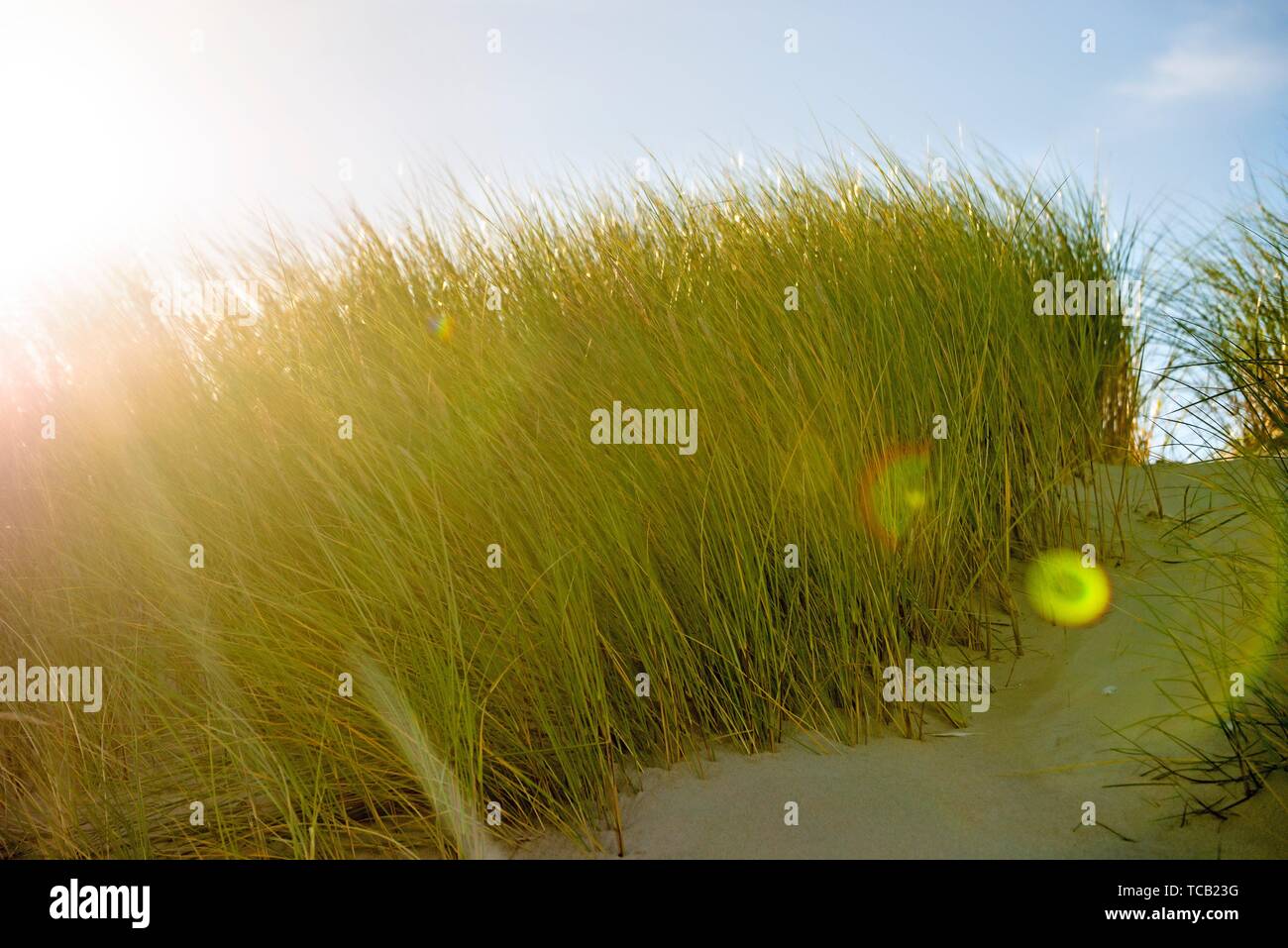 Leaf of marram grass hi-res stock photography and images - Alamy