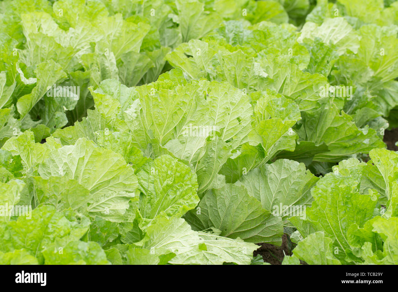 Chinese farms hi-res stock photography and images - Alamy
