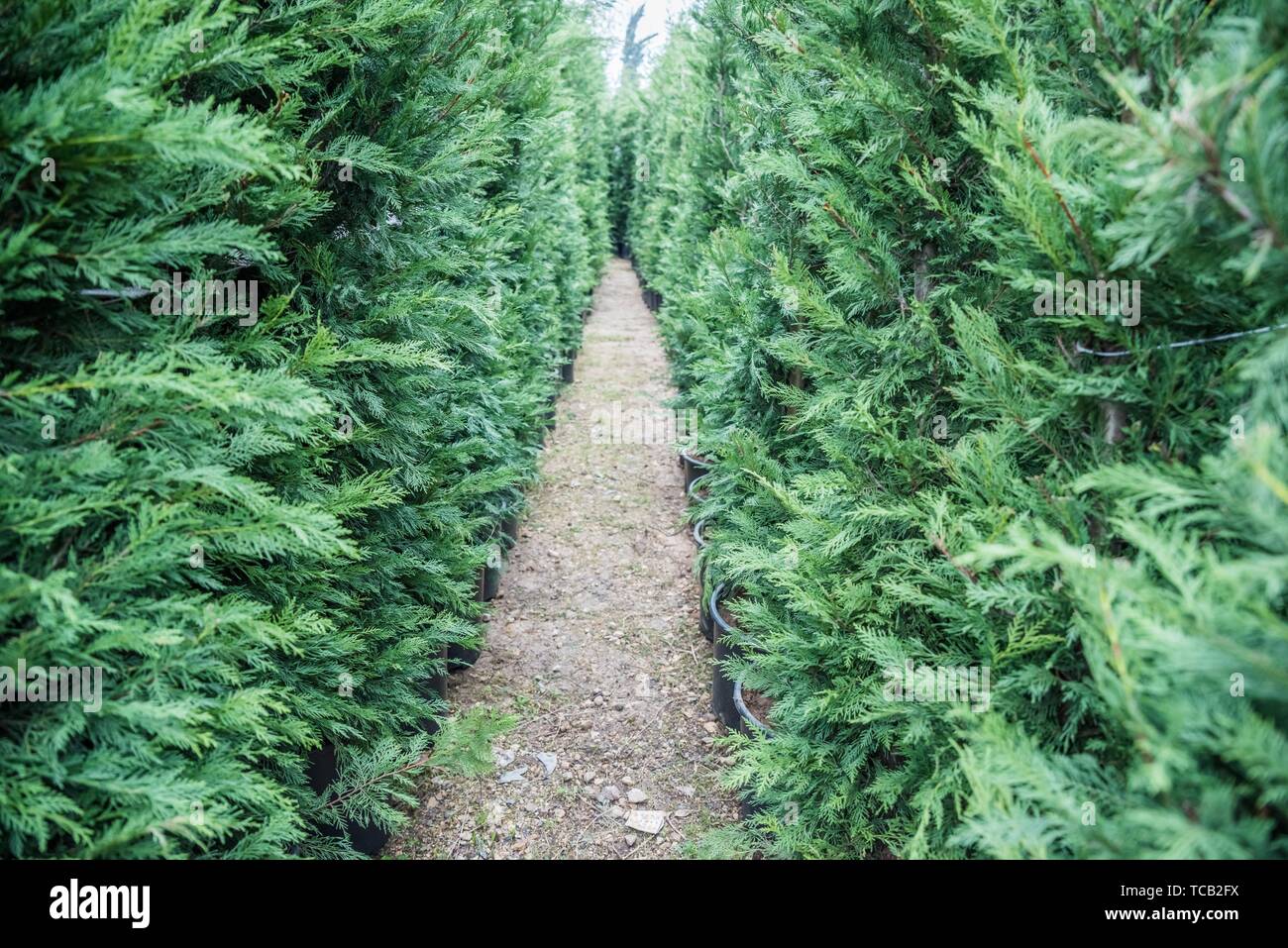 Thuja Occidentalis Smaragd High Resolution Stock Photography and Images ...