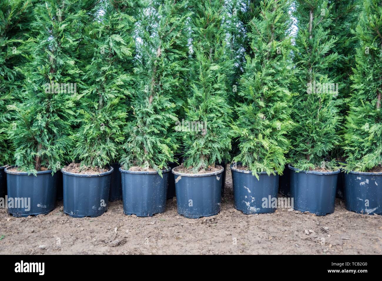 Thuja Trees High Resolution Stock Photography and Images - Alamy