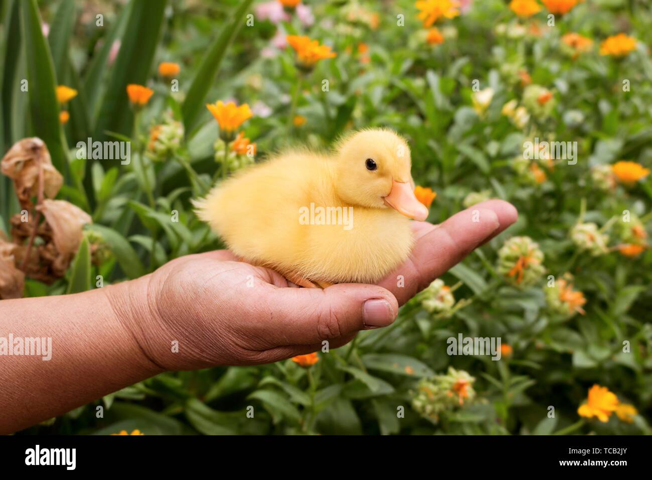 Baby Duck In Grass High Resolution Stock Photography and Images - Alamy