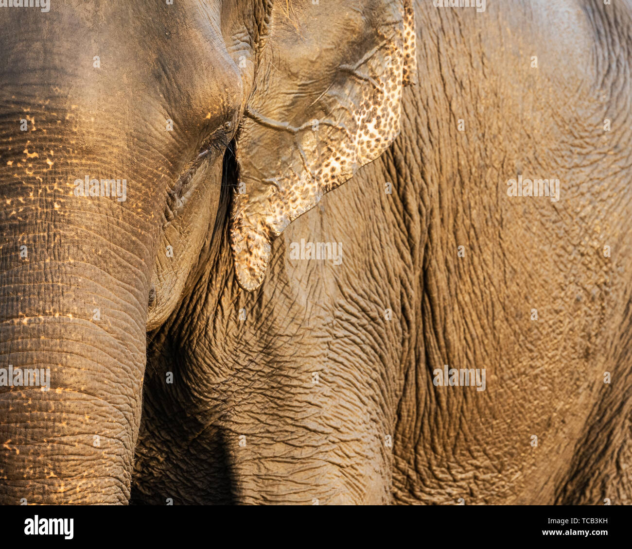 Asian elephant chitwan nepal hi-res stock photography and images - Alamy