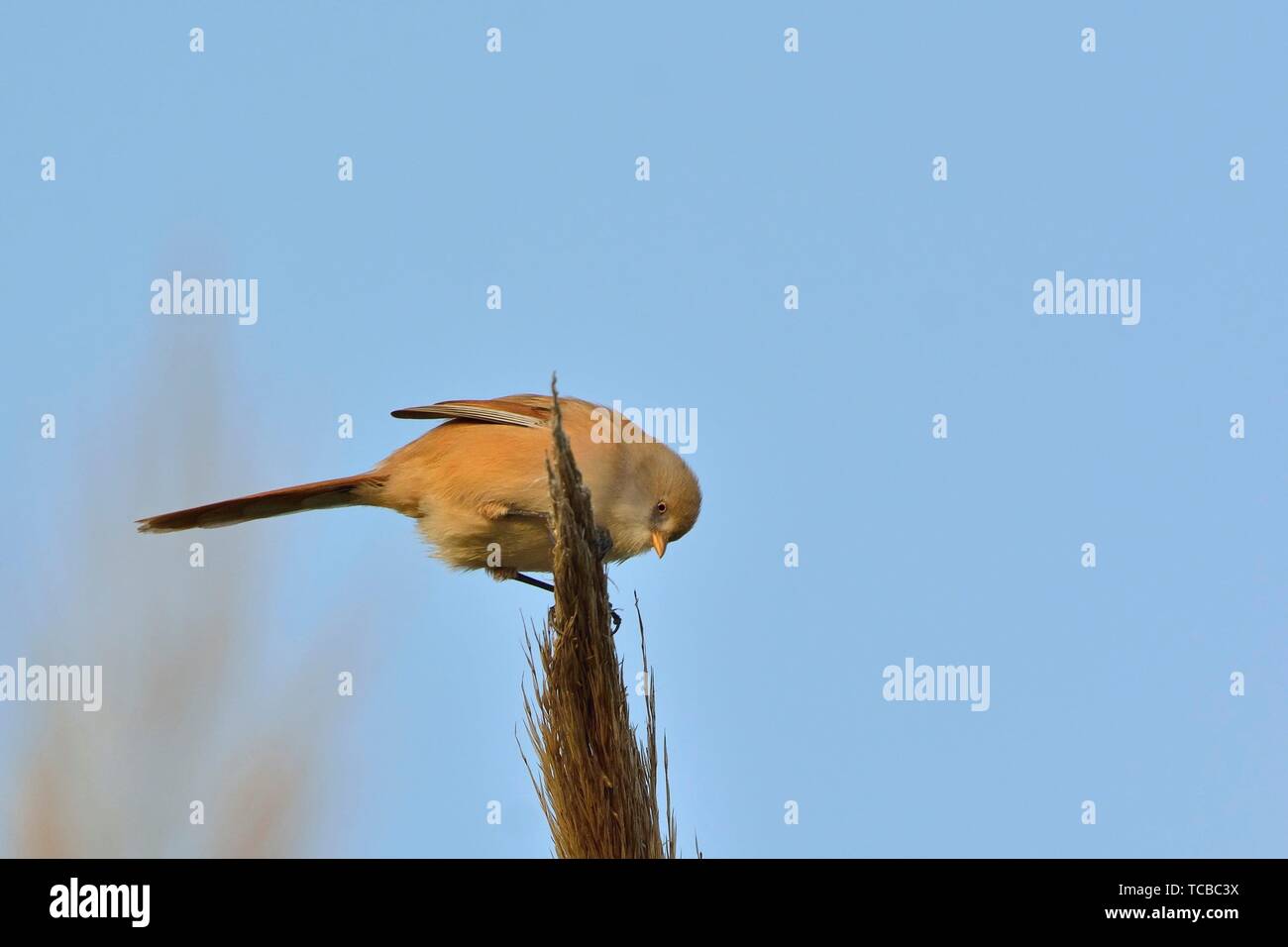 Parrotbill hi-res stock photography and images - Alamy