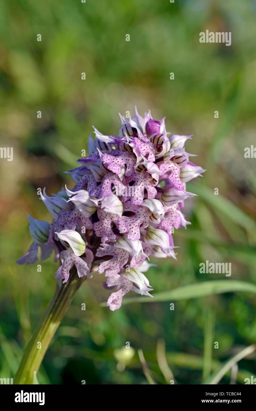 Orchis Lactea Orchis Lactea High Resolution Stock Photography and ...