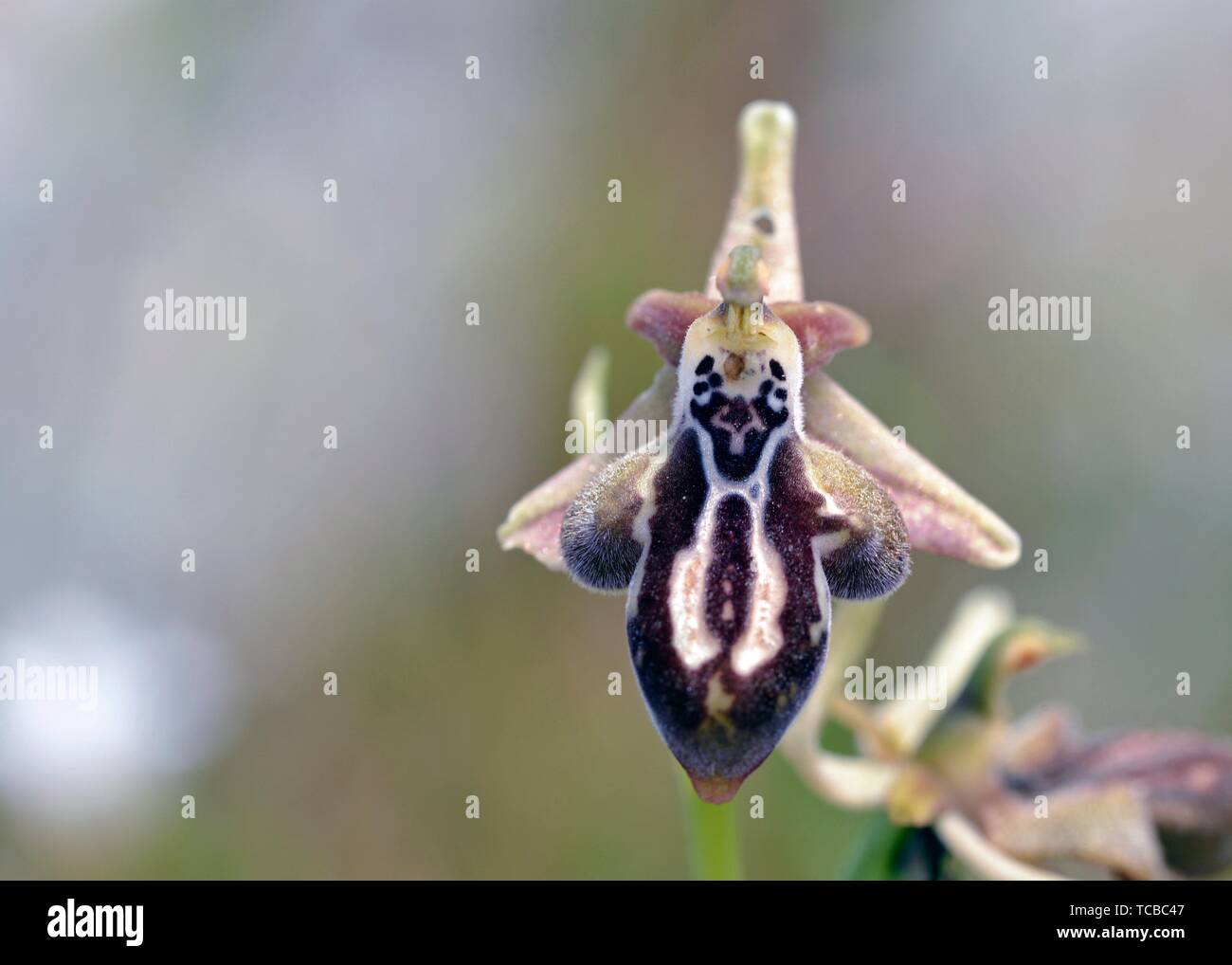 Ariadne ariadne hi-res stock photography and images - Alamy