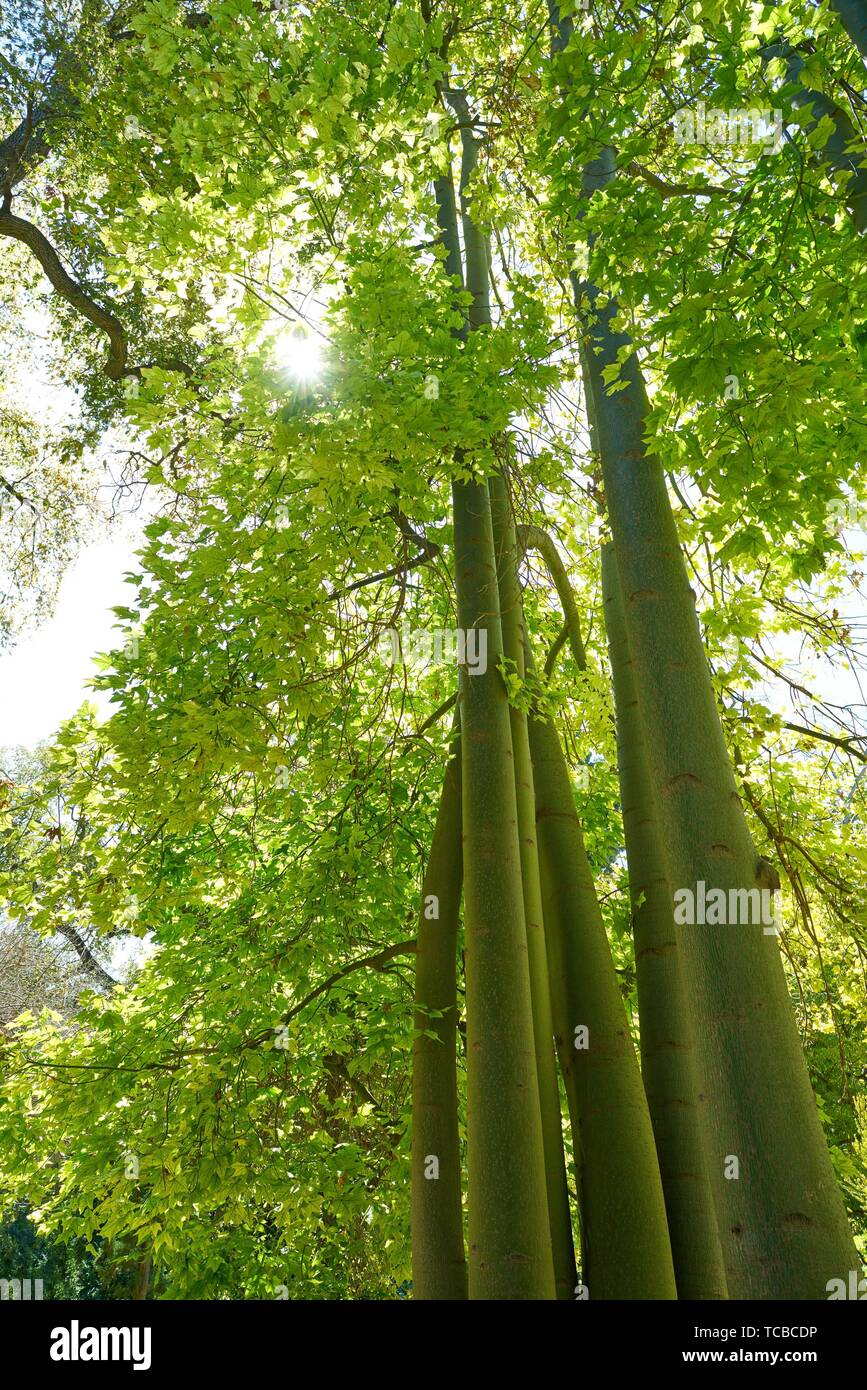 Lace bark pine tree hi-res stock photography and images - Alamy