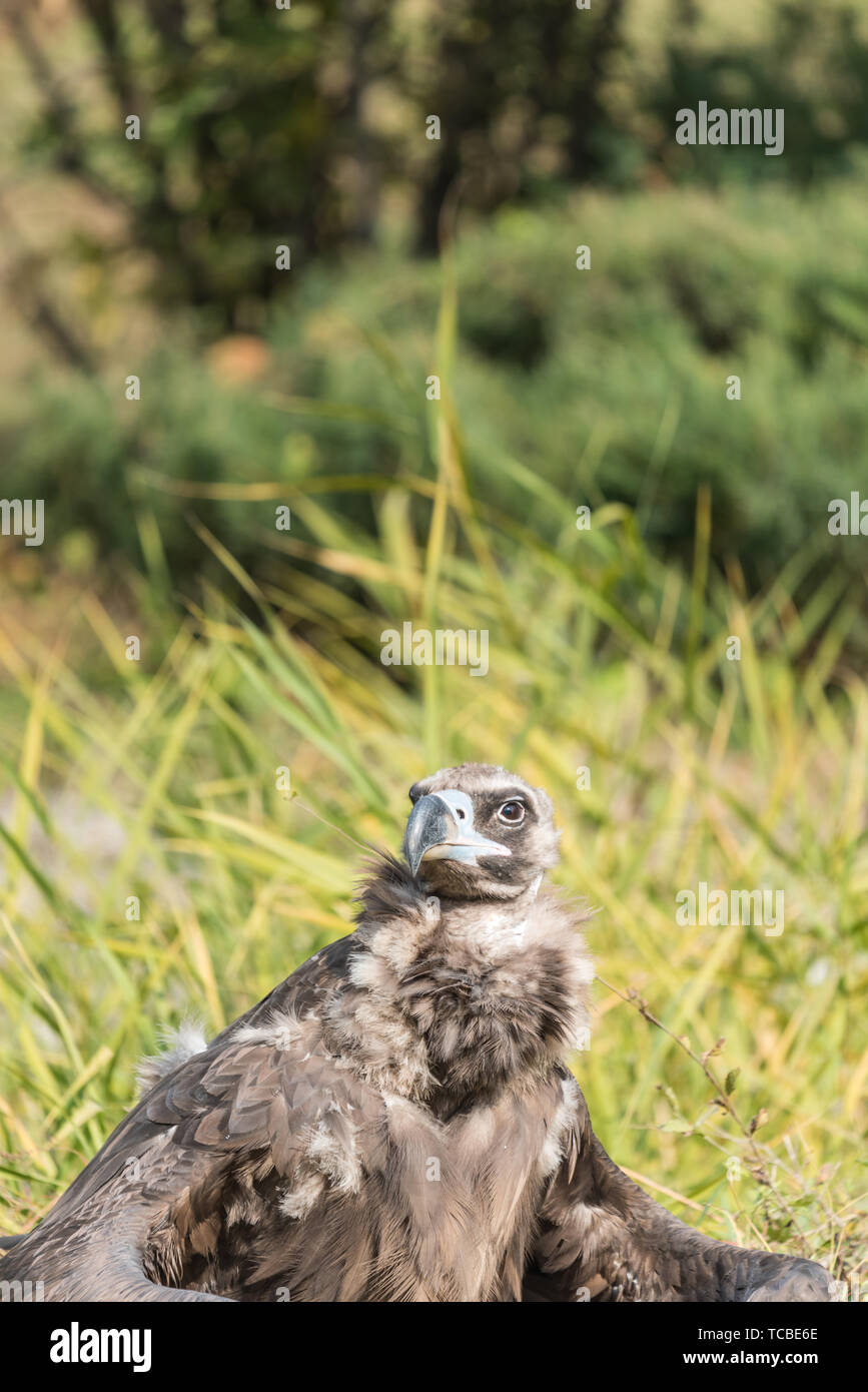 Vultures of asia hi-res stock photography and images - Alamy