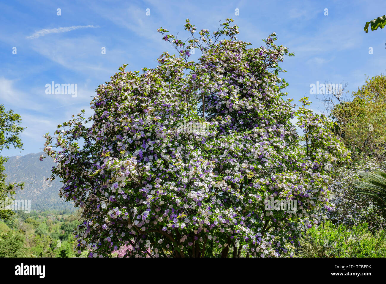 White and purple Duranta erecta blossom at Los Angeles, California ...