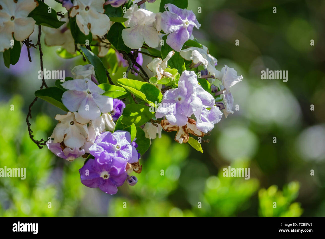 White and purple Duranta erecta blossom at Los Angeles, California ...