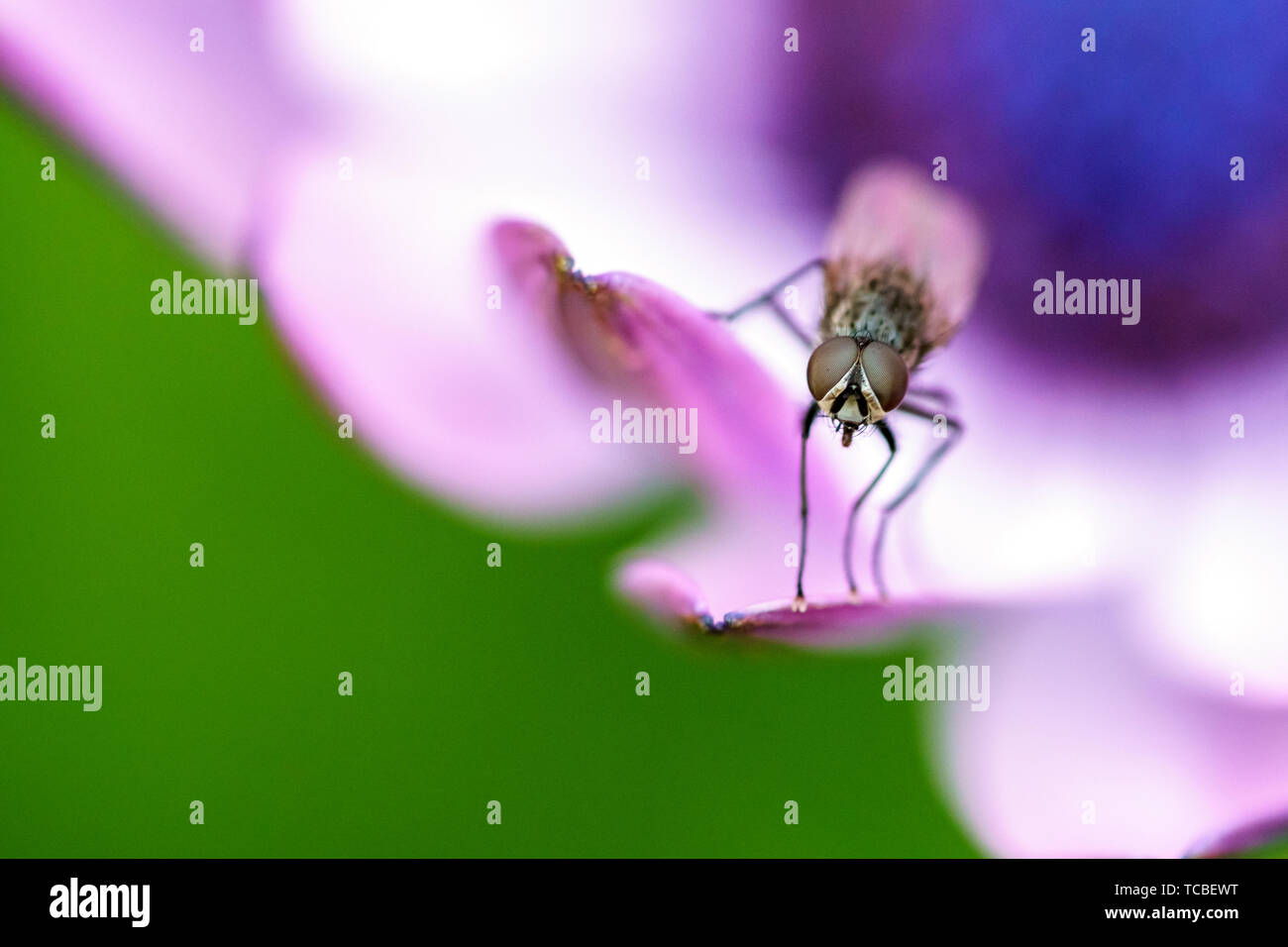 Fly on purple flower petal Stock Photo - Alamy