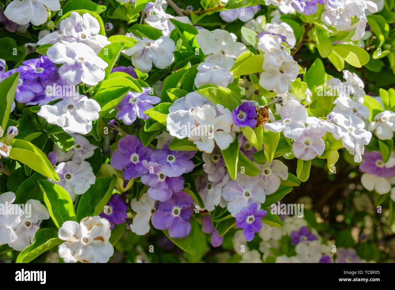 White and purple Duranta erecta blossom at Los Angeles, California ...