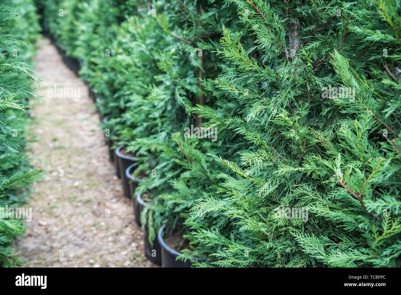 Thuja Trees High Resolution Stock Photography and Images - Alamy