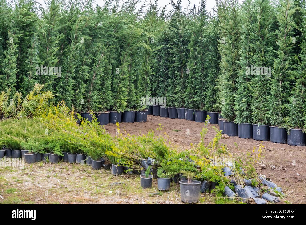 Emerald Green Arborvitae High Resolution Stock Photography and Images ...