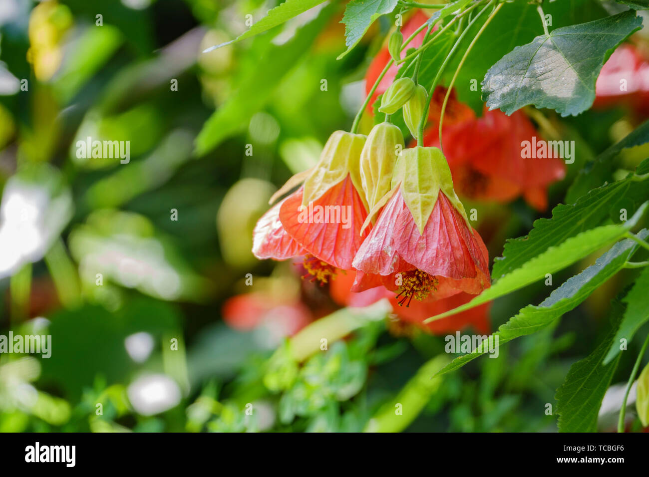 Tiger maple hi-res stock photography and images - Alamy