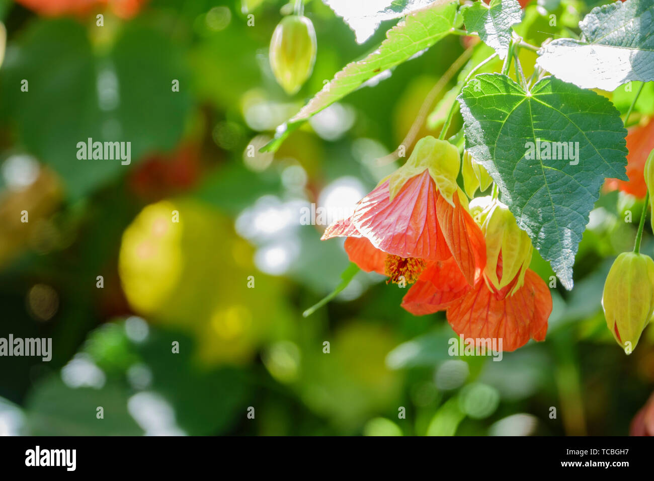 Tiger maple hi-res stock photography and images - Alamy