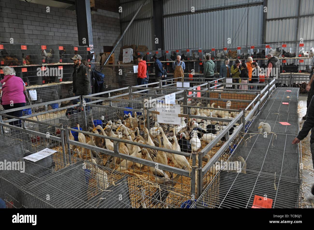 Poultry show cages hi-res stock photography and images - Alamy