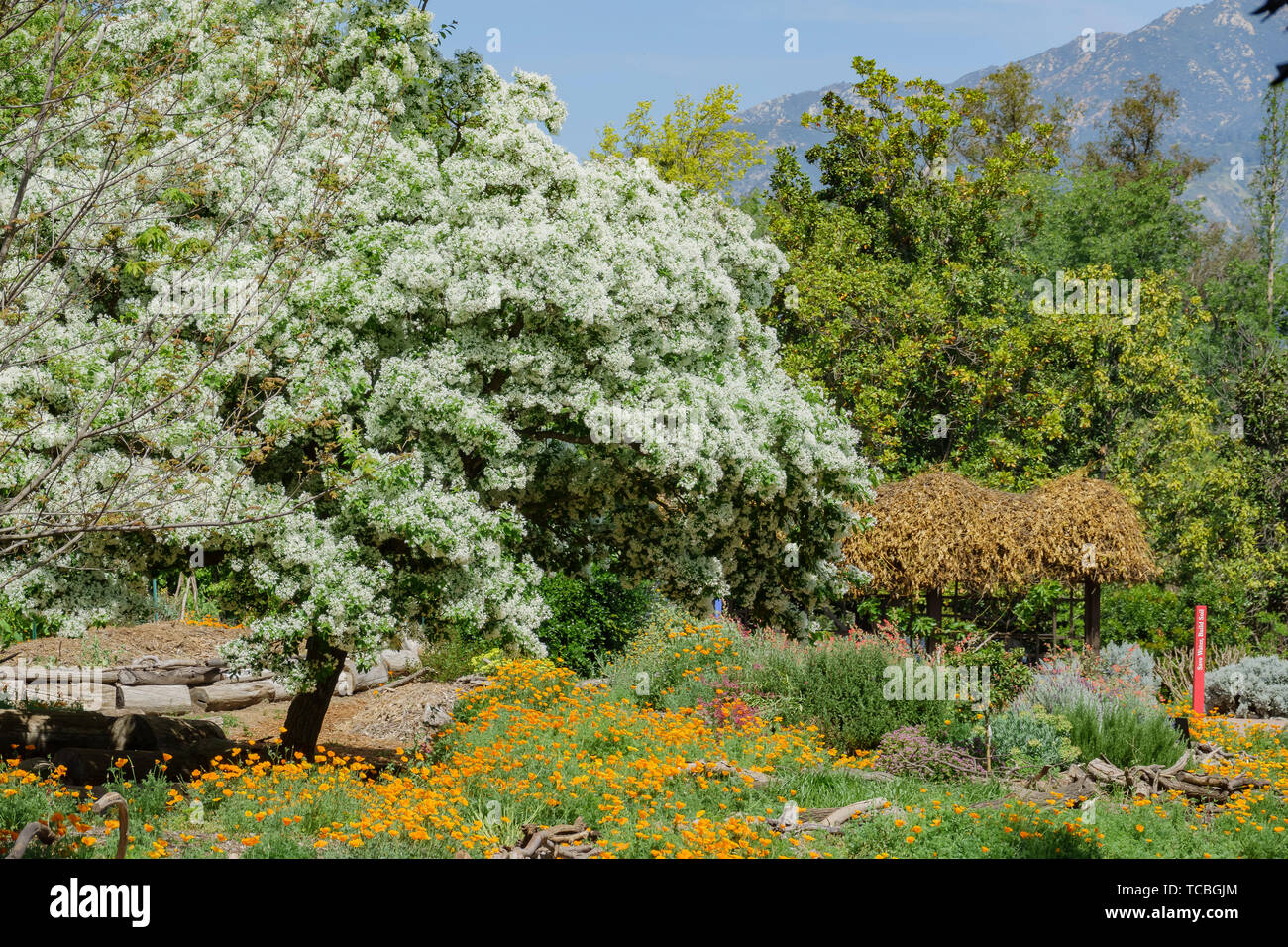 Chionanthus virginicus white fringetree hi-res stock photography and ...