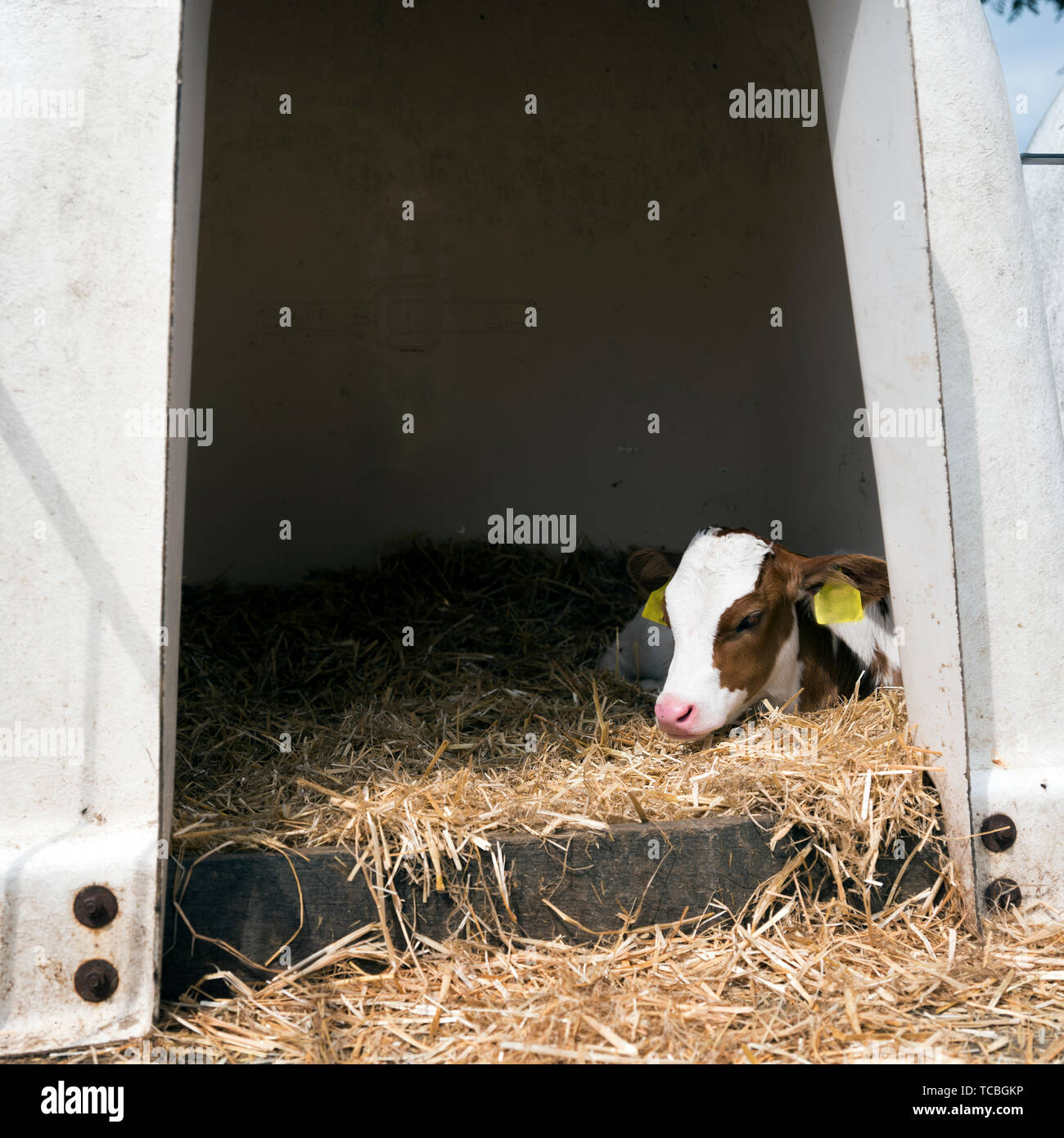 Spotted bull in red hi-res stock photography and images - Alamy