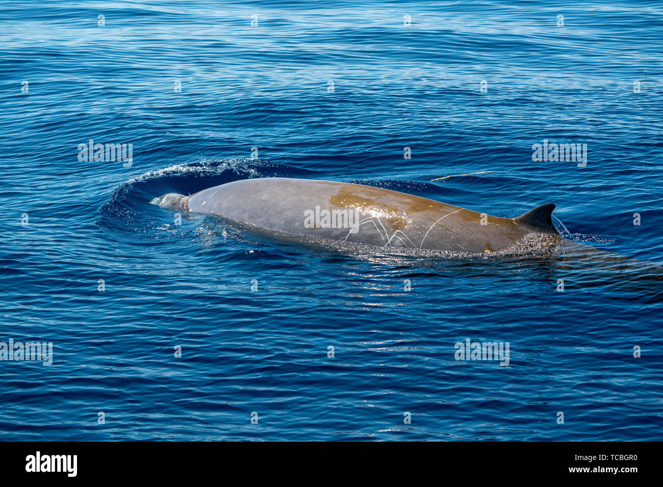 Goose beaked whale hi-res stock photography and images - Alamy