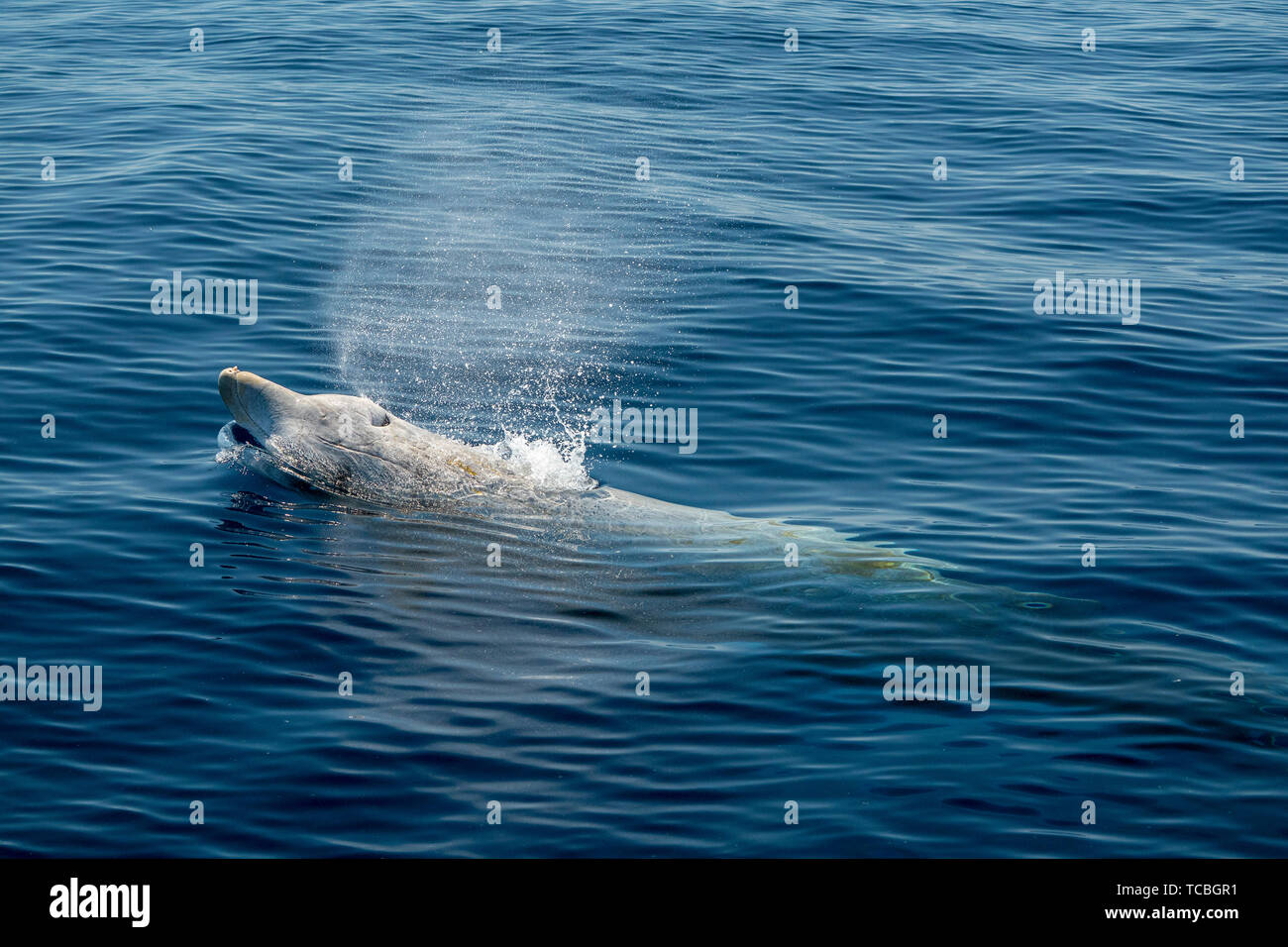 Goose beaked whale hi-res stock photography and images - Alamy